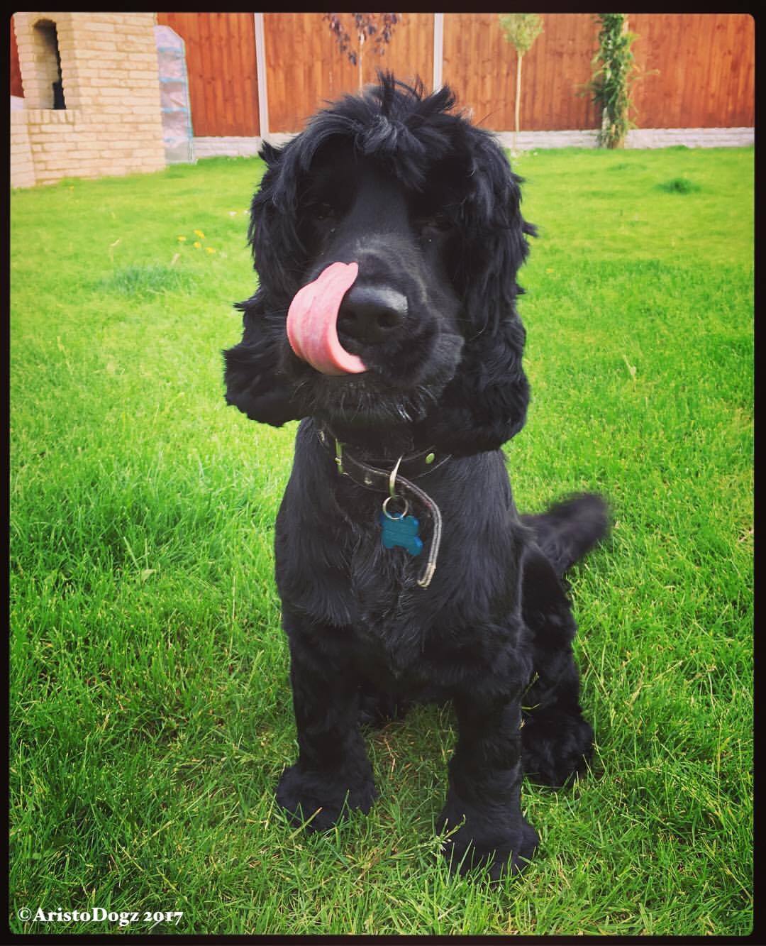 Gallery – AristoDogz