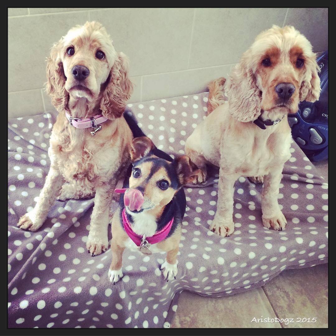 Gallery – AristoDogz