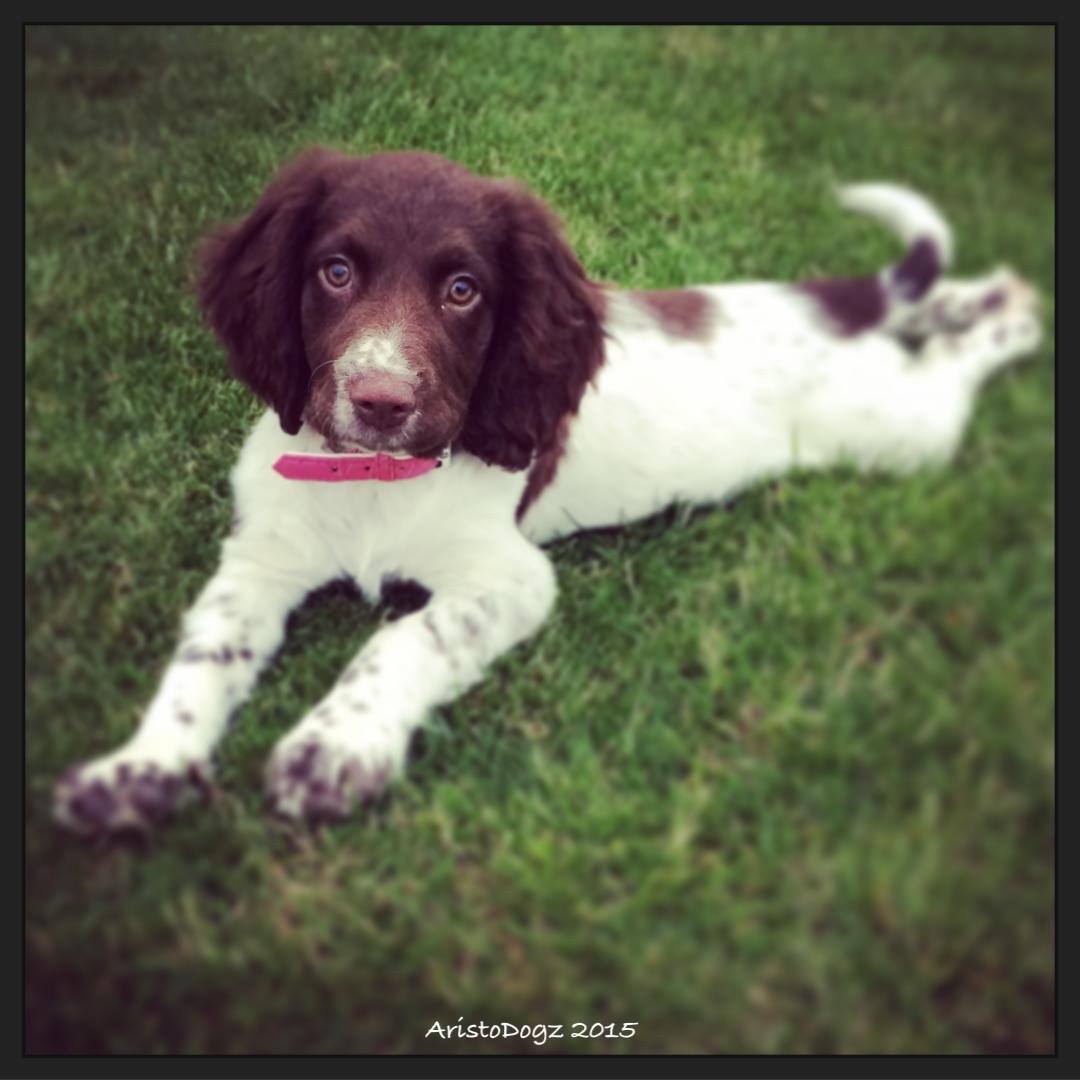 Gallery – AristoDogz