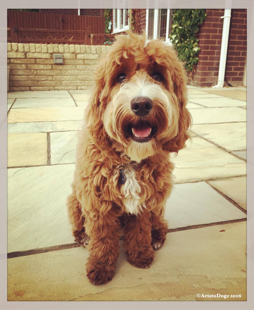 Gallery – AristoDogz