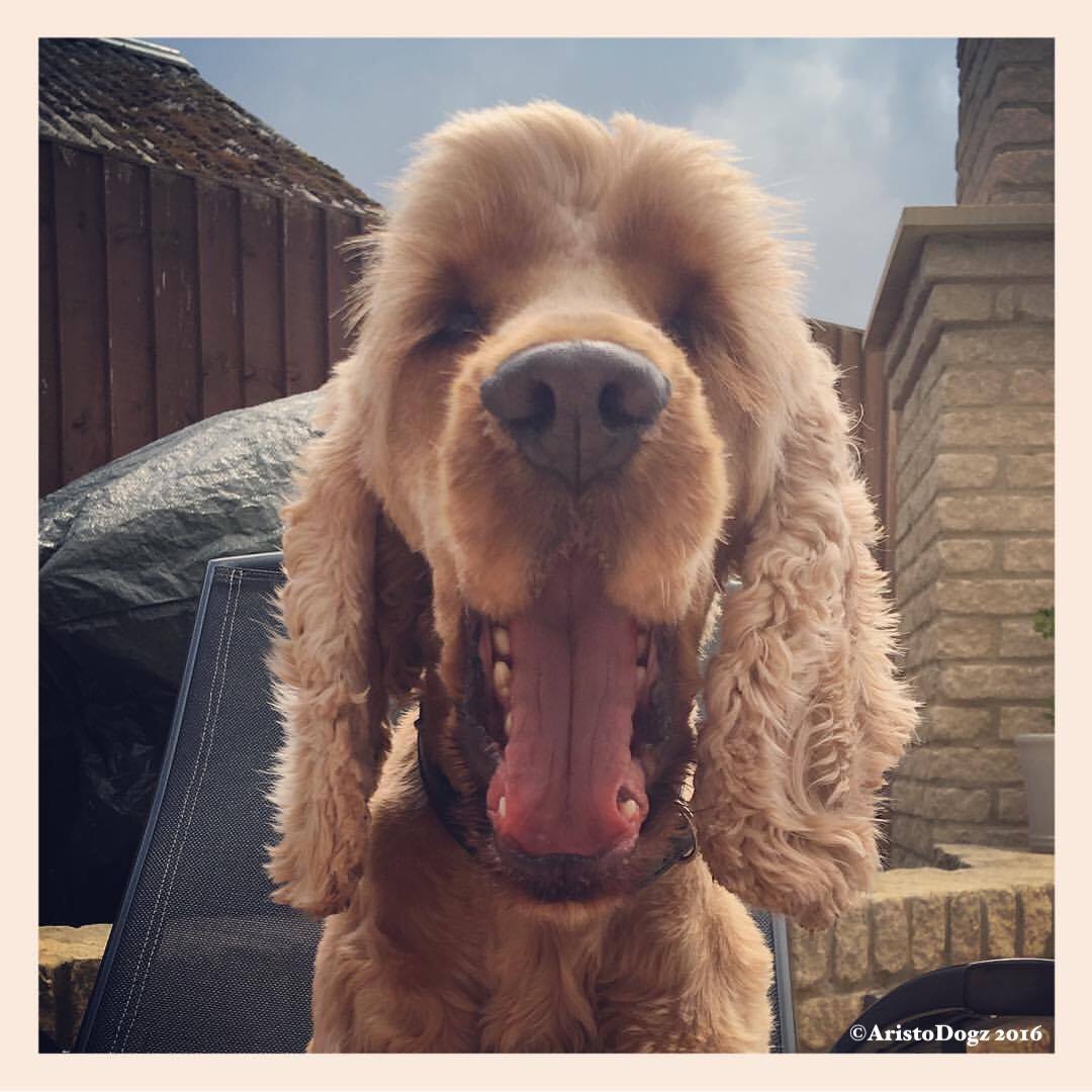 Gallery – AristoDogz